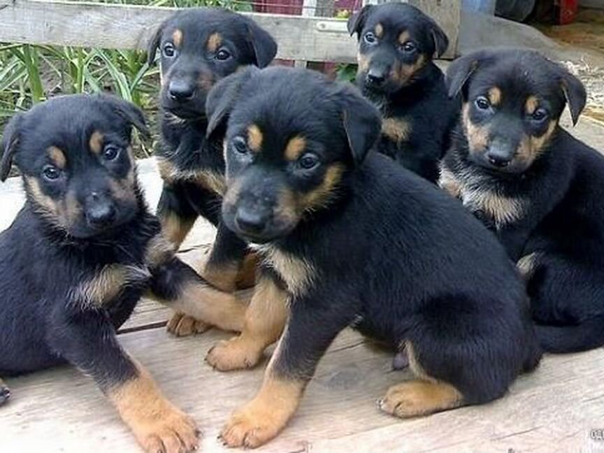 Щенки от русской гончей с немцем овчаром