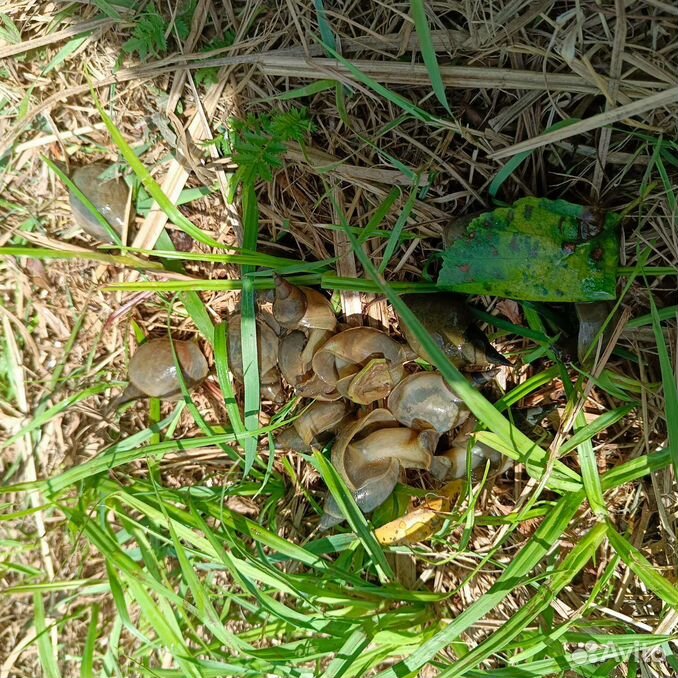 Улитка прудовая