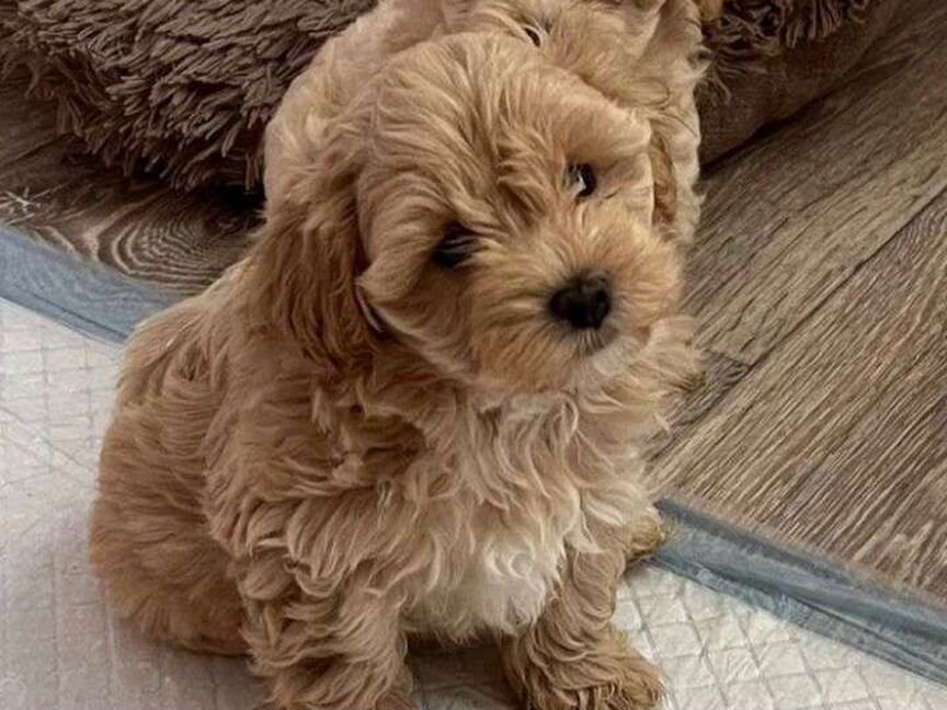 Маленькая собачка