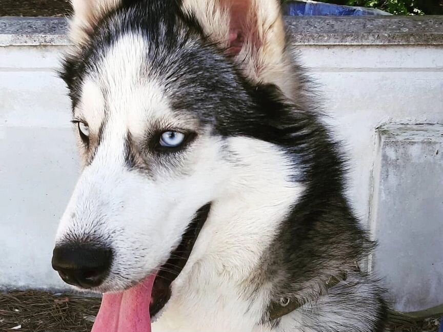 Сибирский хаски