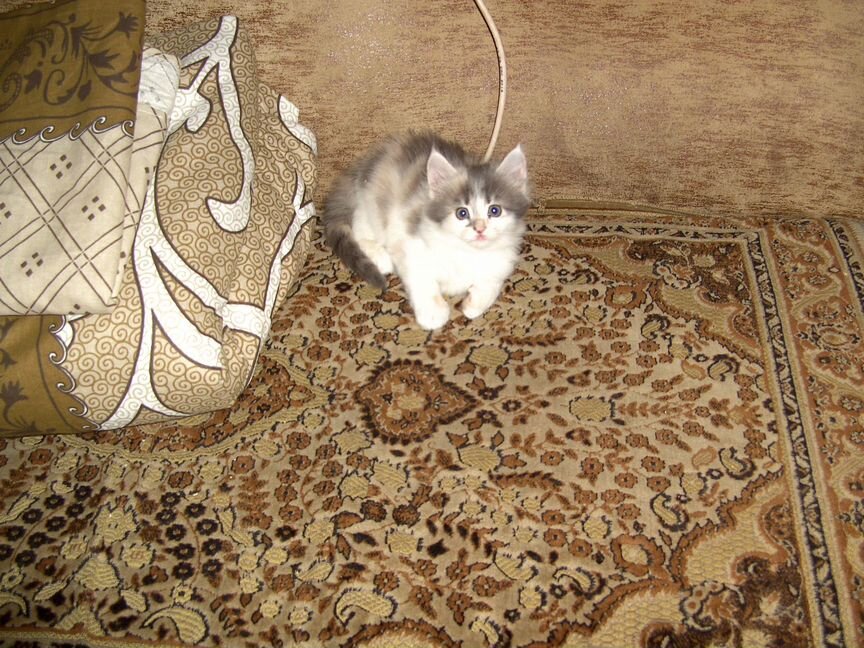 Котенок в добрые руки