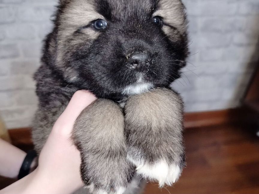 Щенки кавказкой овчарки. 1,5 месяца