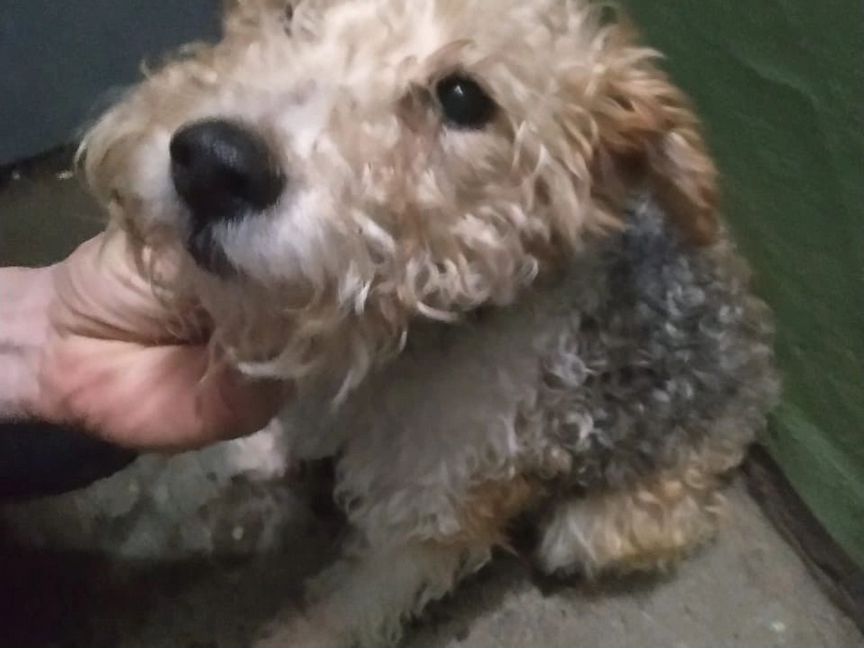 Фокстерьер найден, ищем старого хозяина