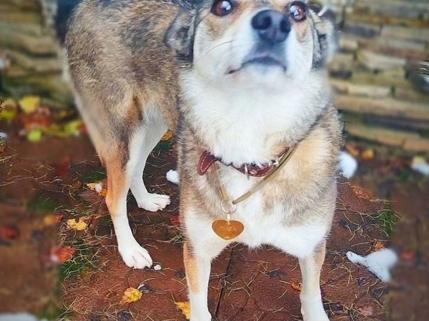 Спокойная не большая собачка для души