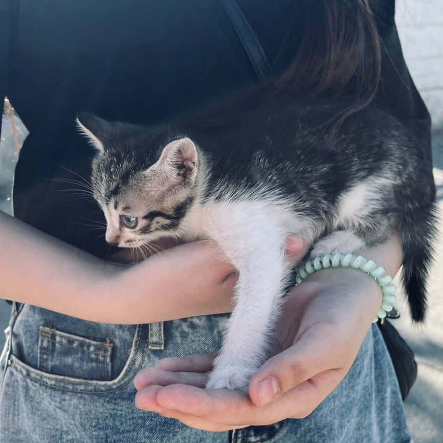 Котёнок в добрые руки