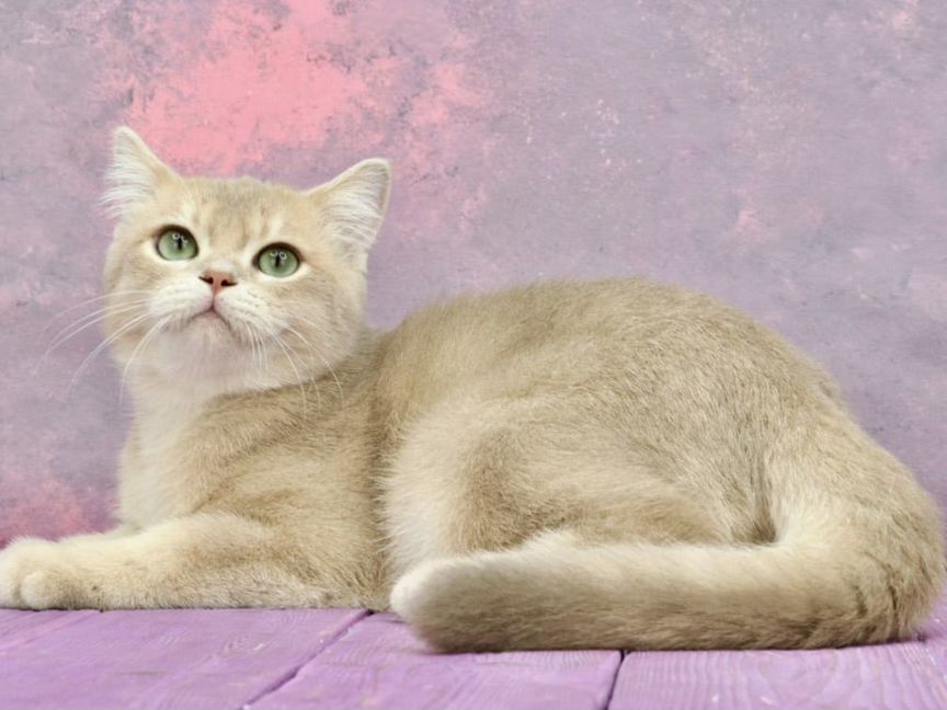Кот 3 лиловая золотая шиншилла лилак bri cy11