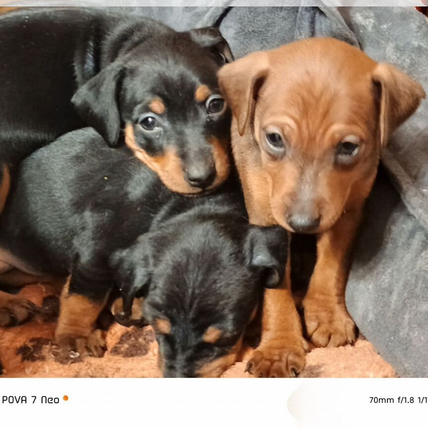 Цвергпинчер, щенок