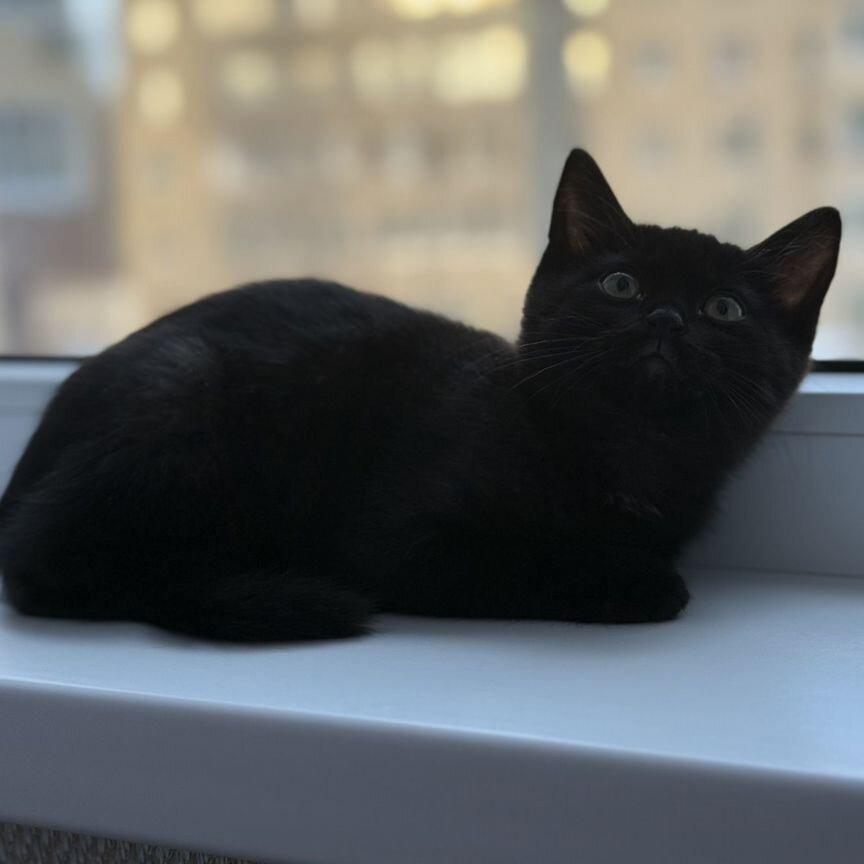 Британский короткошёрстный котёнок