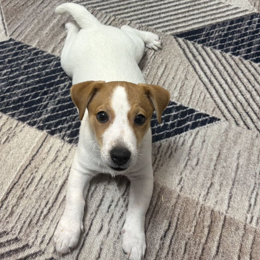 Джек-рассел-терьер, щенок