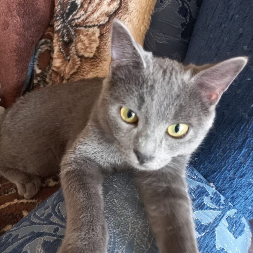 Ласковый котик