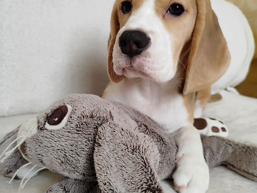 Собаки щенки бигль