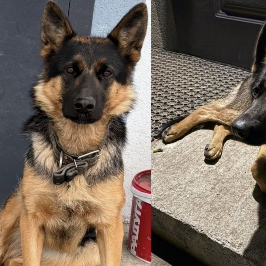 Немецкая овчарка, взрослая собака