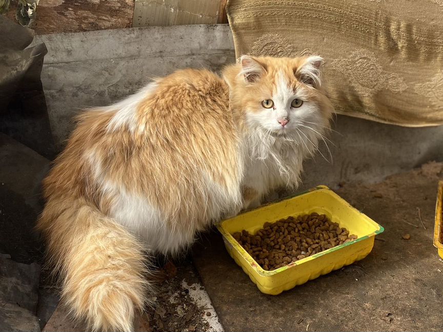 Кошки погибают в садах