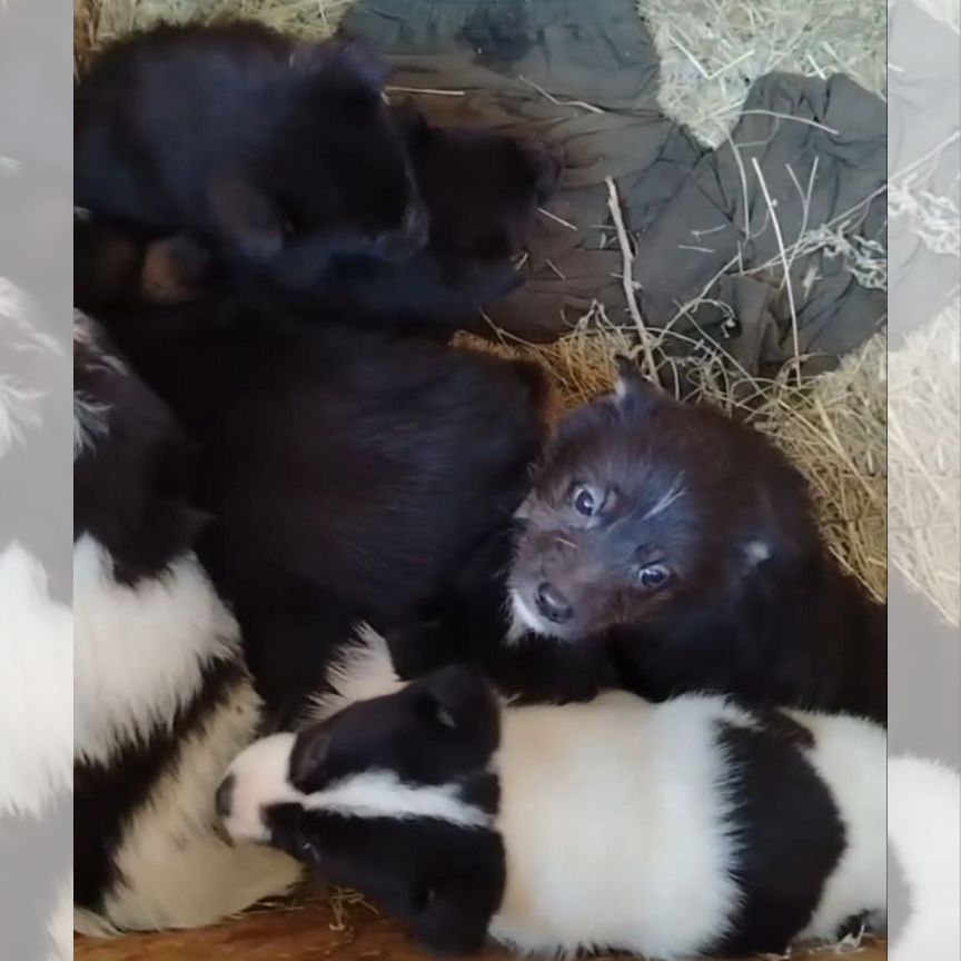 Щенок в добрые руки