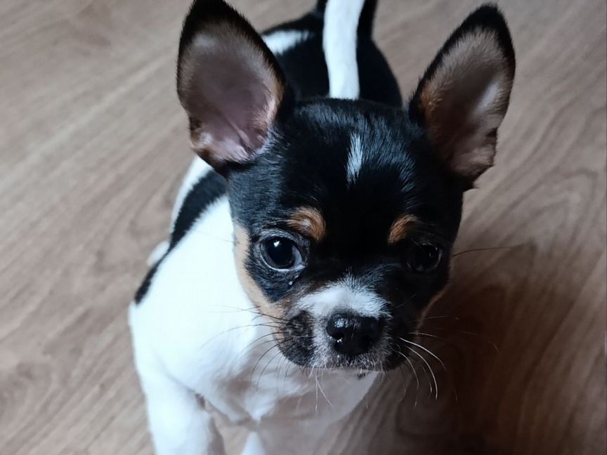 Чихуахуа мальчик триколор