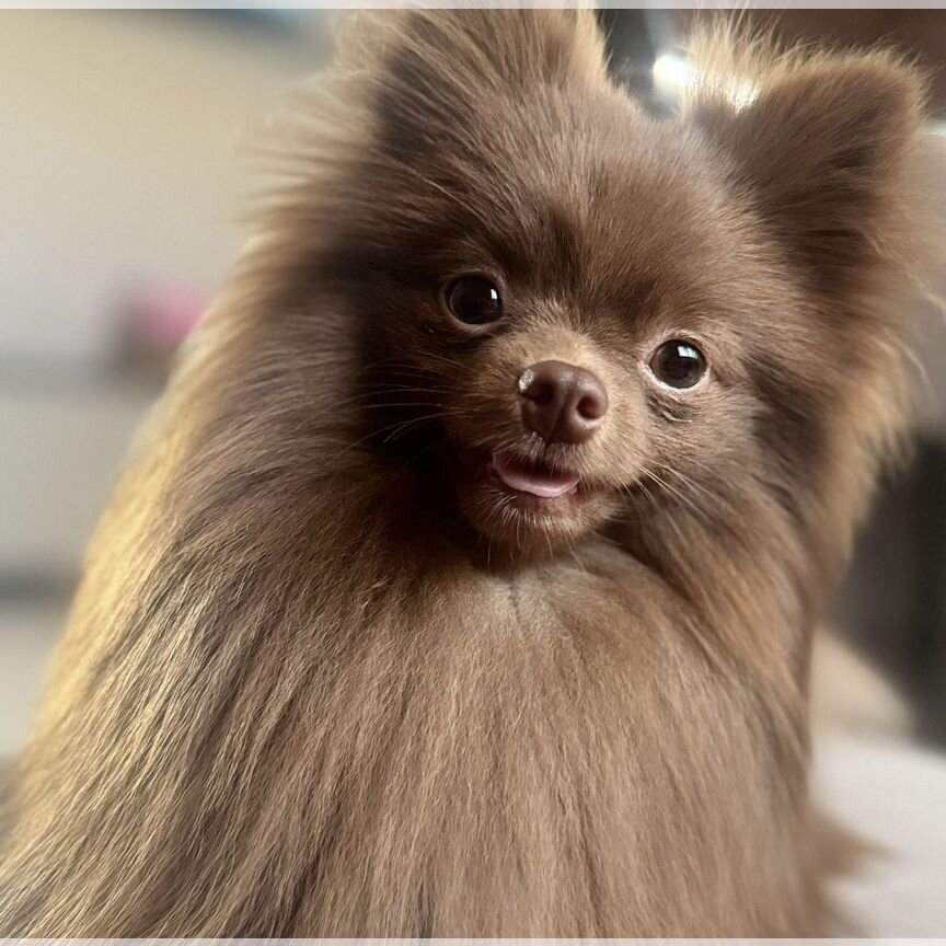 Немецкий шпиц, вязка