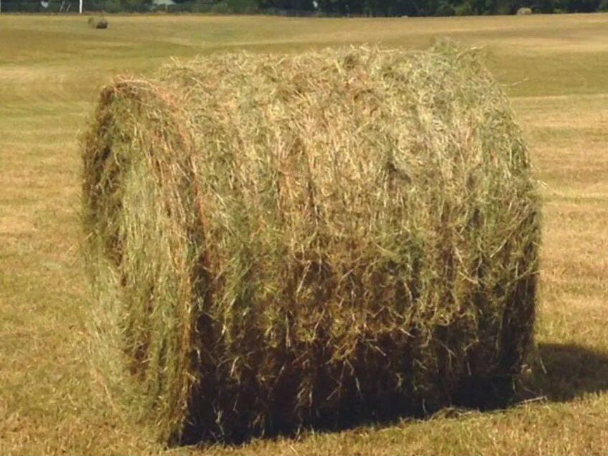 Сено в тюках 3ц