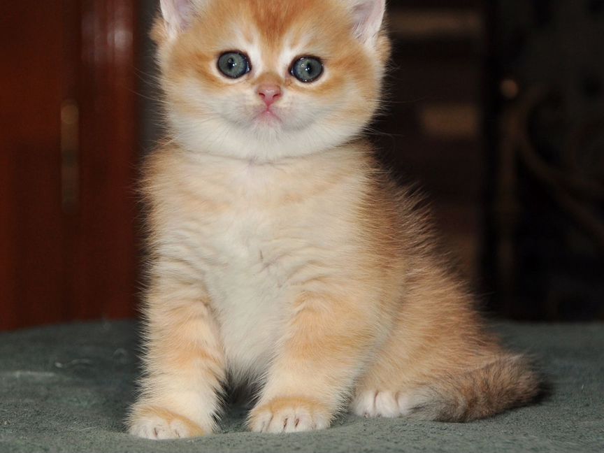 Британский мальчик золотая шиншилла