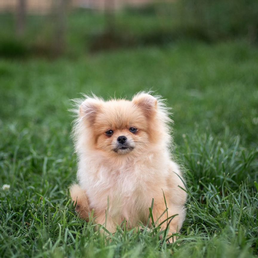 Мини мальчик померанский шпиц