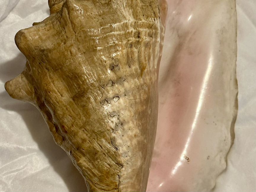 Большая морская раковина