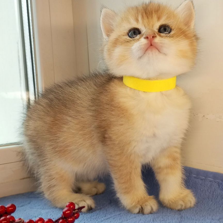 Британские котята Золотая шиншилла