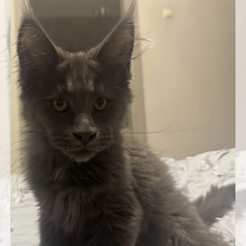 Мейн-кун котёнок