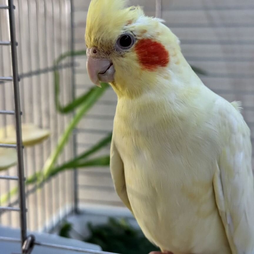 Попугай корелла с клеткой