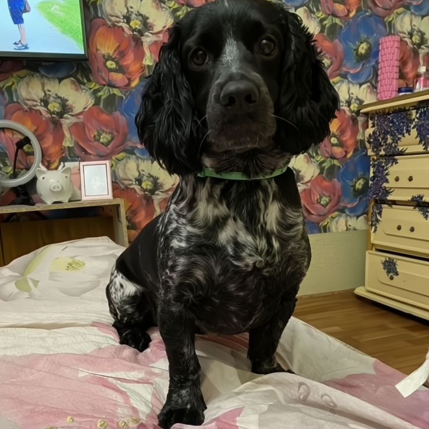 Русский охотничий спаниель, взрослый пёс