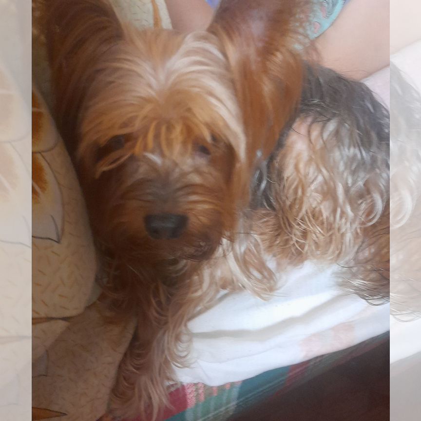 Найдена собака йоркширский терьер