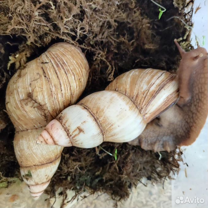 Отдам в добрые руки двух улиток Ахатин