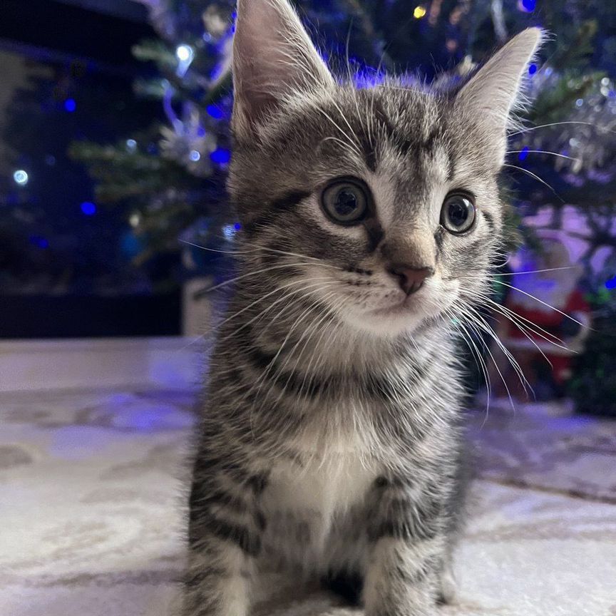 Котята