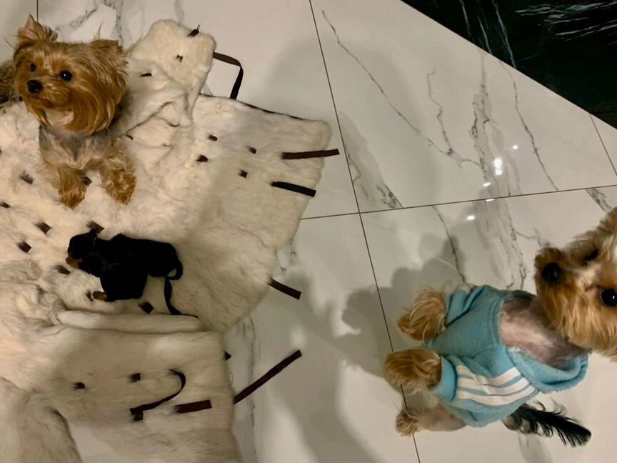 Продам мини Йорке два мальчика