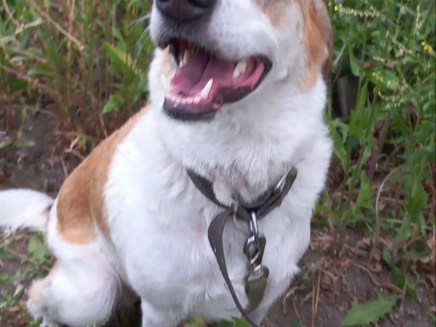 Помесь Эстонской гончей