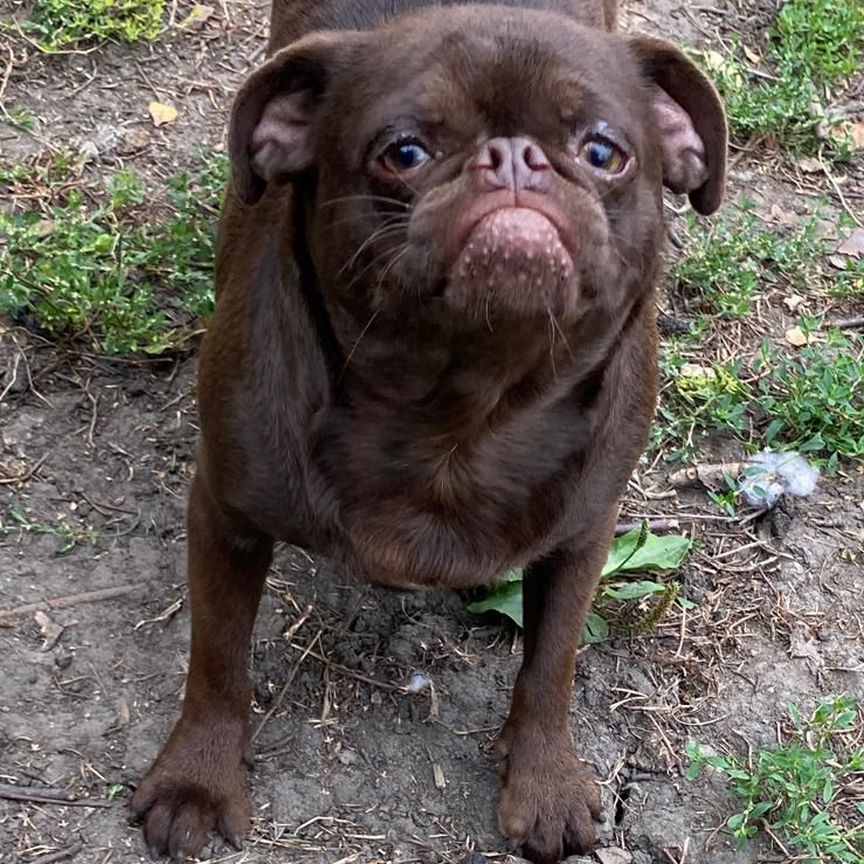 Пти-брабансон, взрослая собака