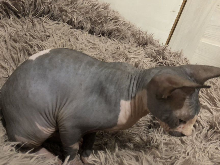 Канадский сфинкс