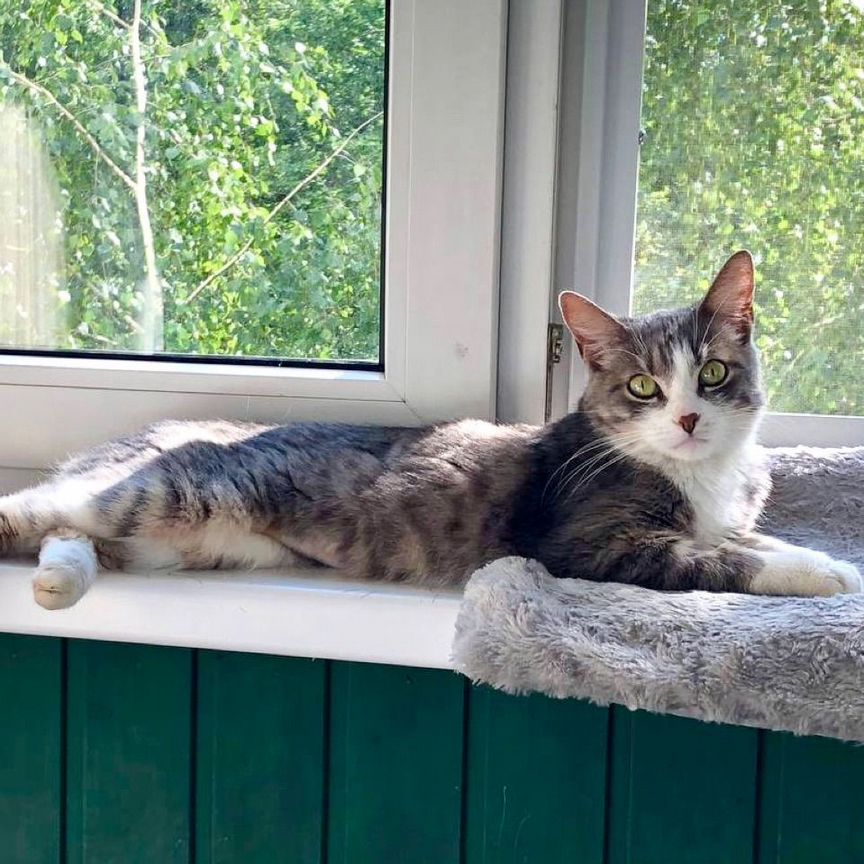 Очень харизматичная кошечка ищет дом