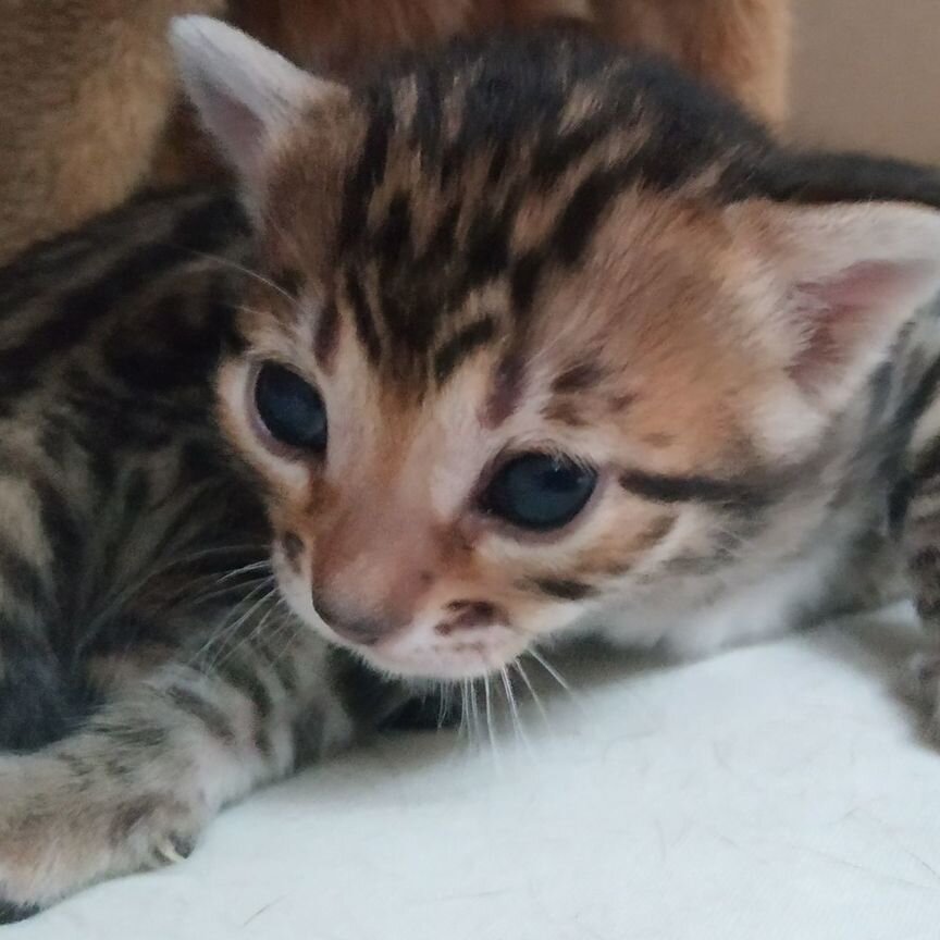 Бенгальские котята