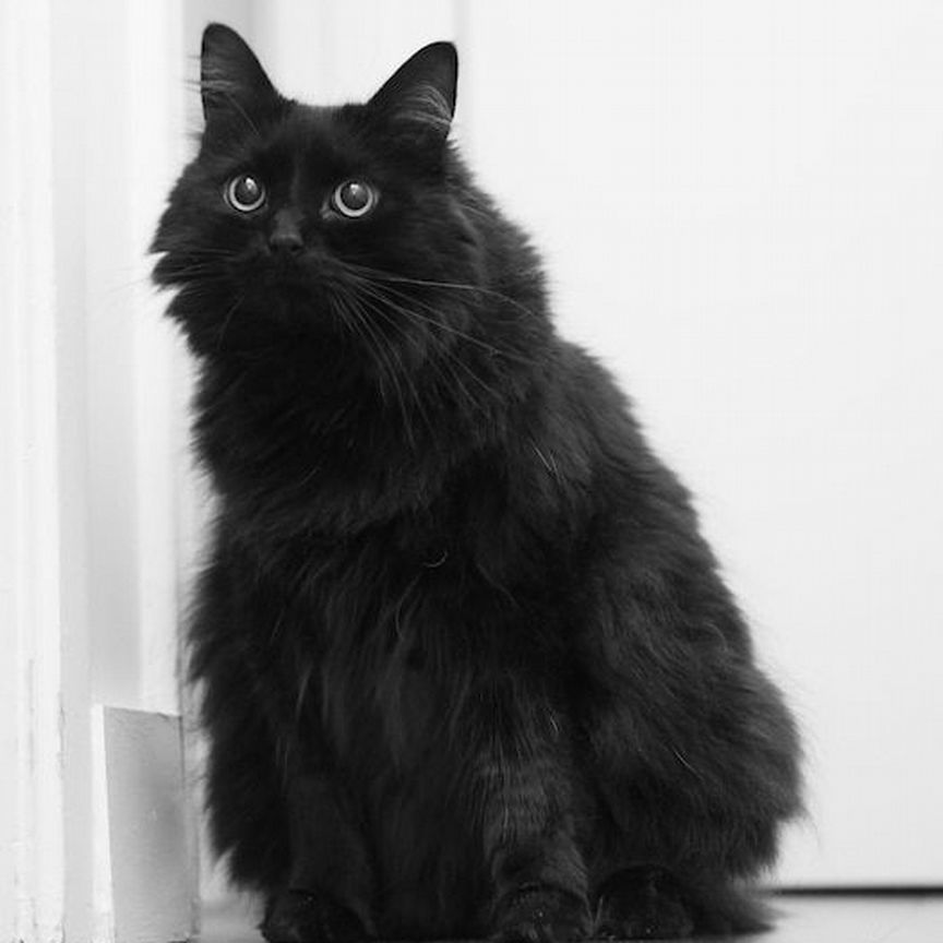 Взрослый кот в добрые руки