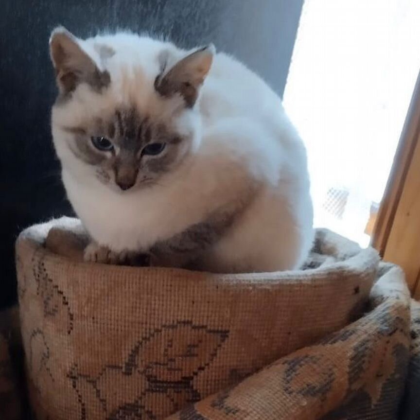 Котята малыши замерзают на даче