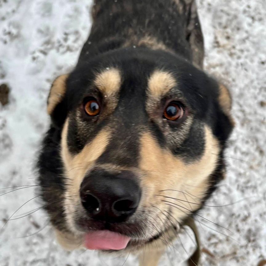 Взрослый пёс в добрые руки