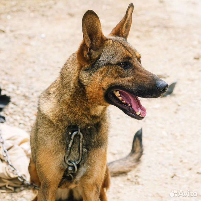 Собака Эльба, 2 года, весёлая и добрая