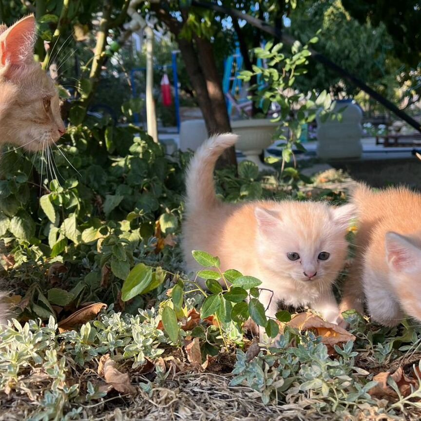 Отдам котят в хорошие руки. Мальчик и девочка