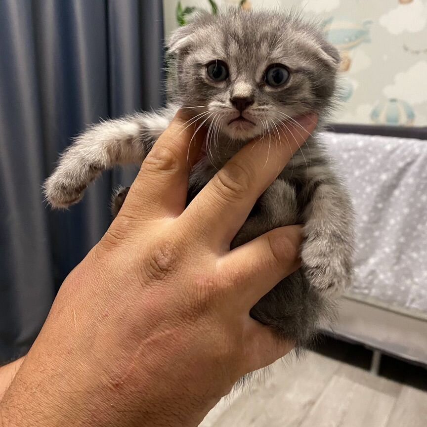 Шотландский вислоухий длинношёрстный котёнок
