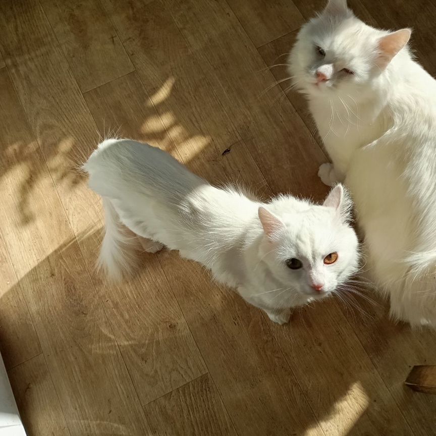 Кошки в добрые руки бесплатно