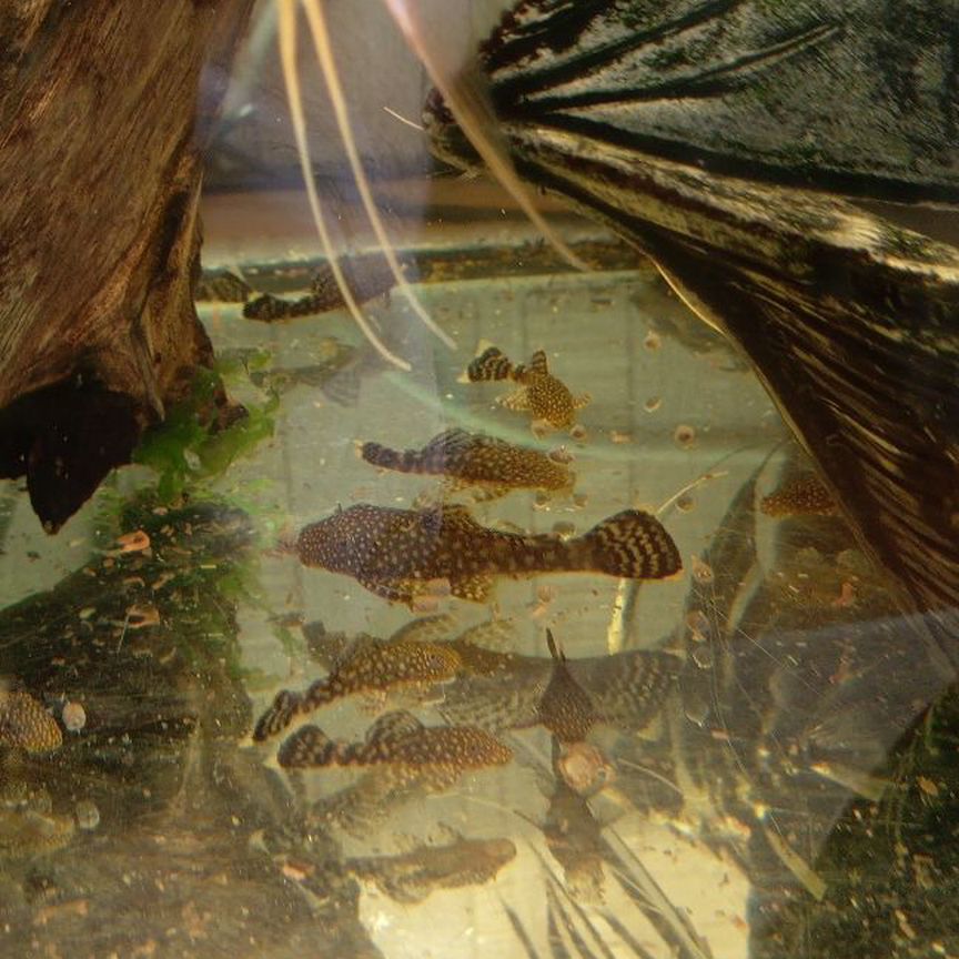 Анцитрусовый сом