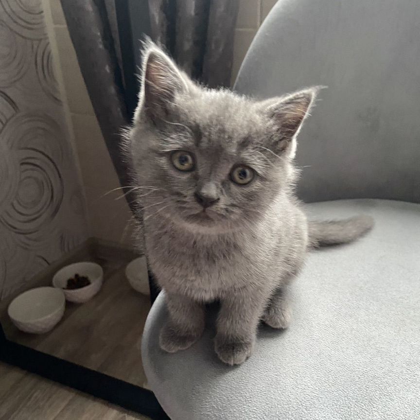 Шотландская