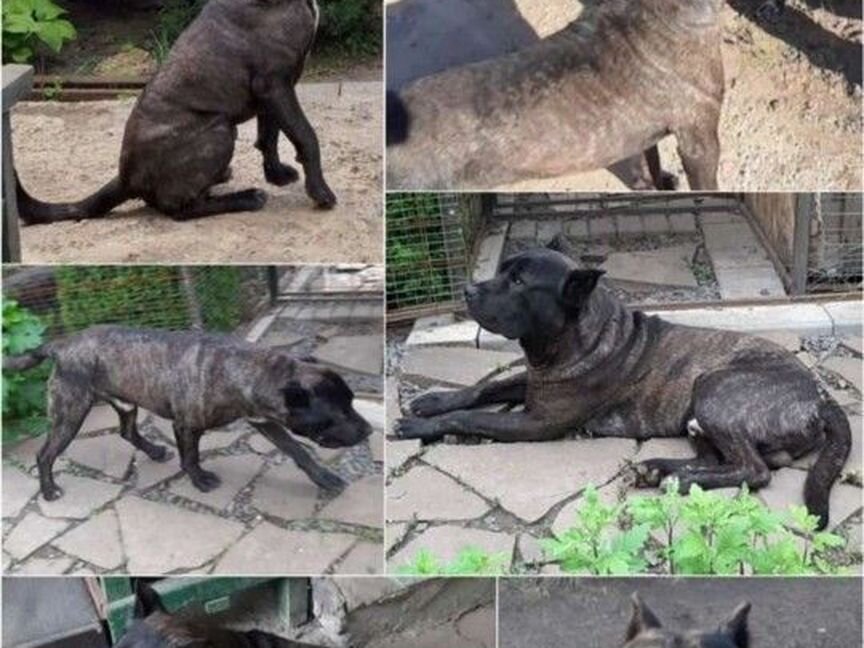 Аргентинский дог стафорд бандог