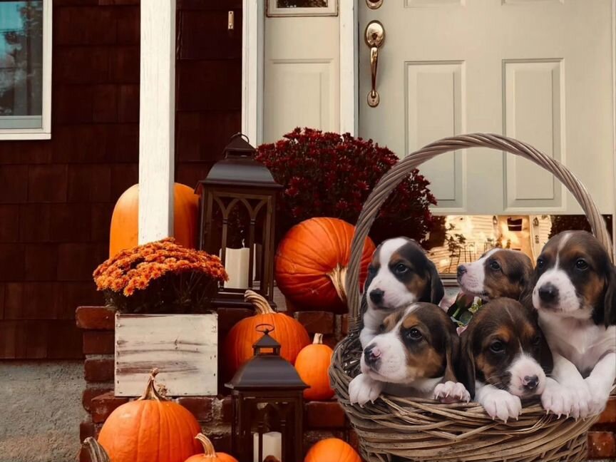 Эстонская гончая щенки