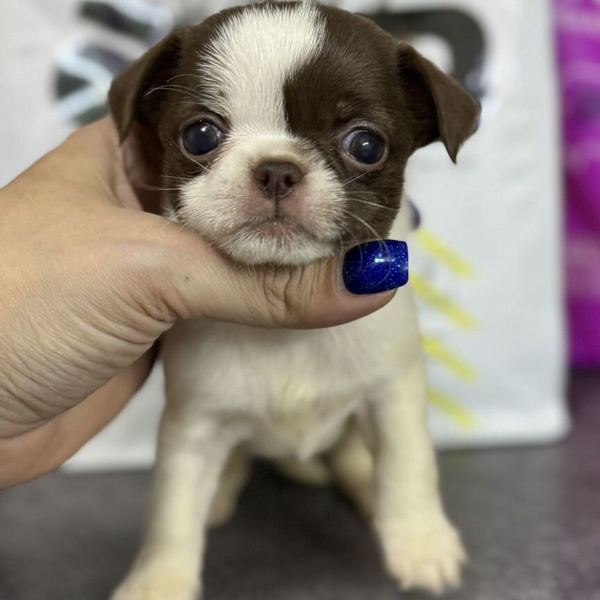 Девочка, не крупная