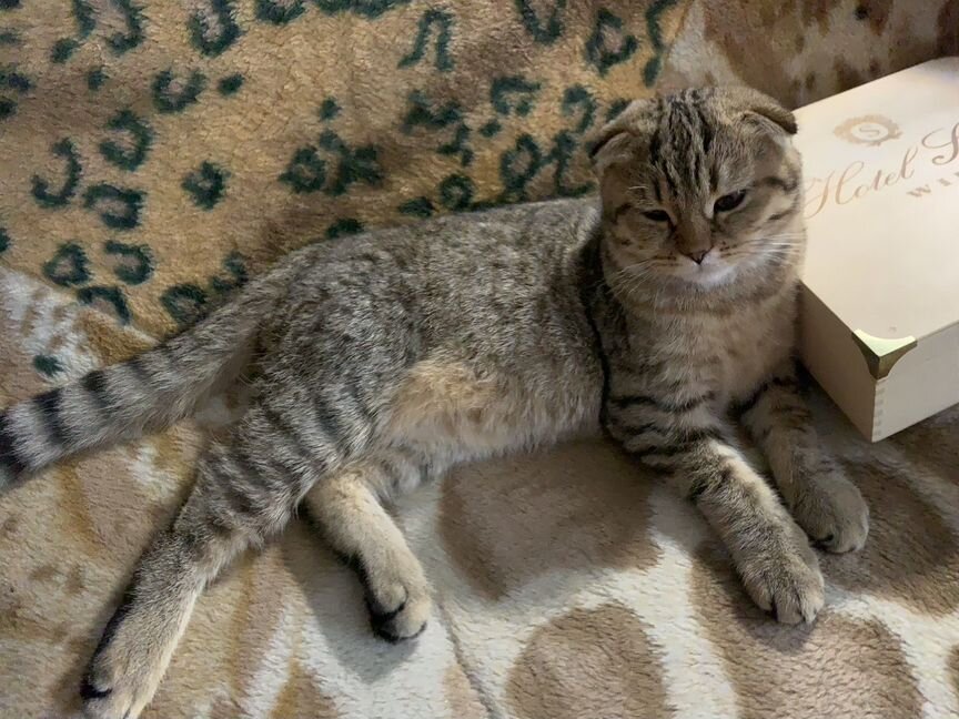Шотланский вислоухий котенок